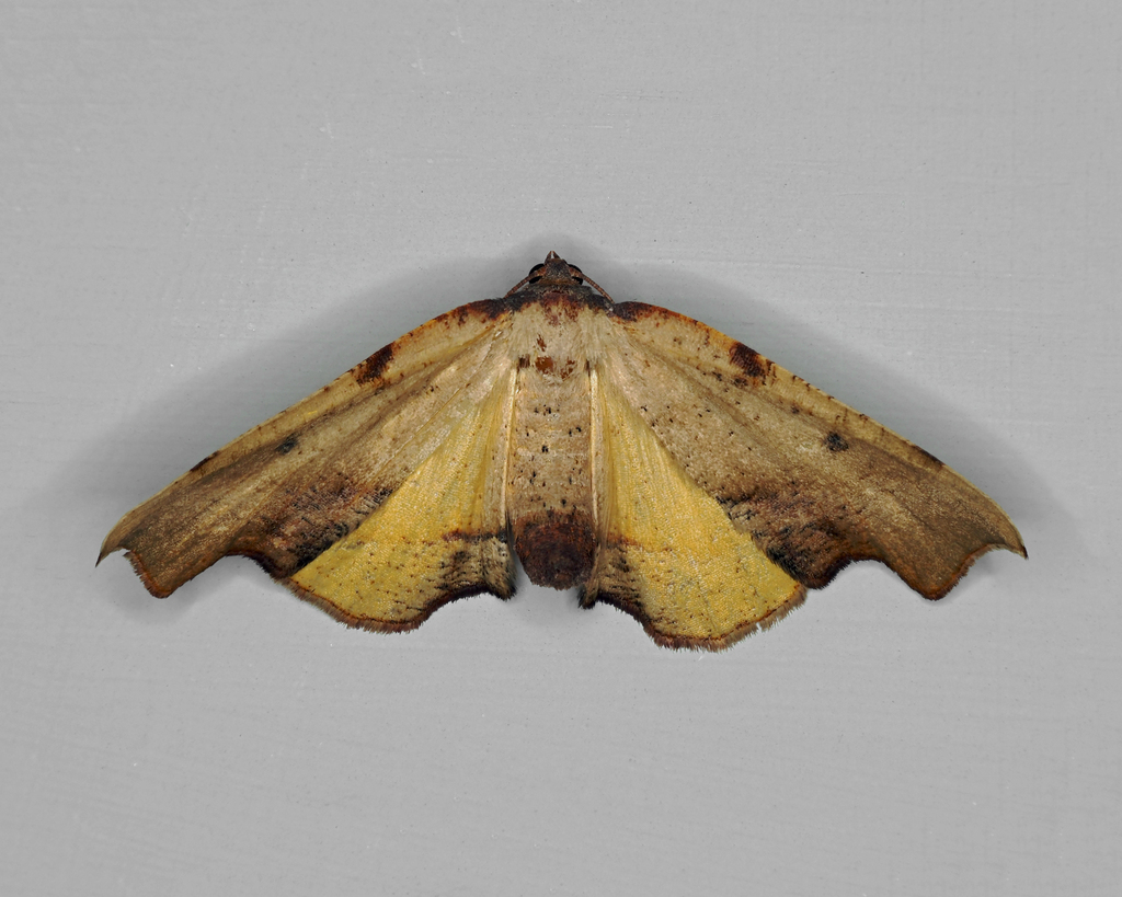 Fervid Plagodis Moth from Salem, NH 03079, USA on July 11, 2024 at 05: ...