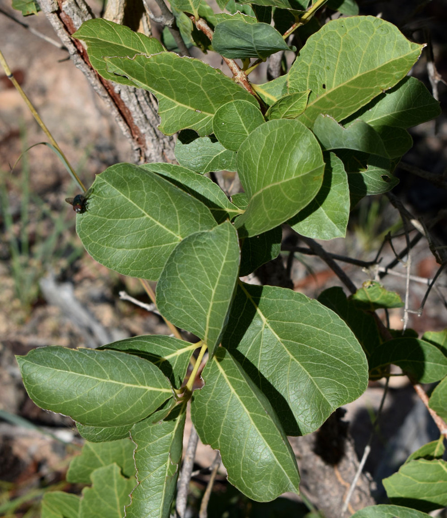 Medicine Bush from Lynam QLD 4818, Australia on May 12, 2024 at 10:37 ...