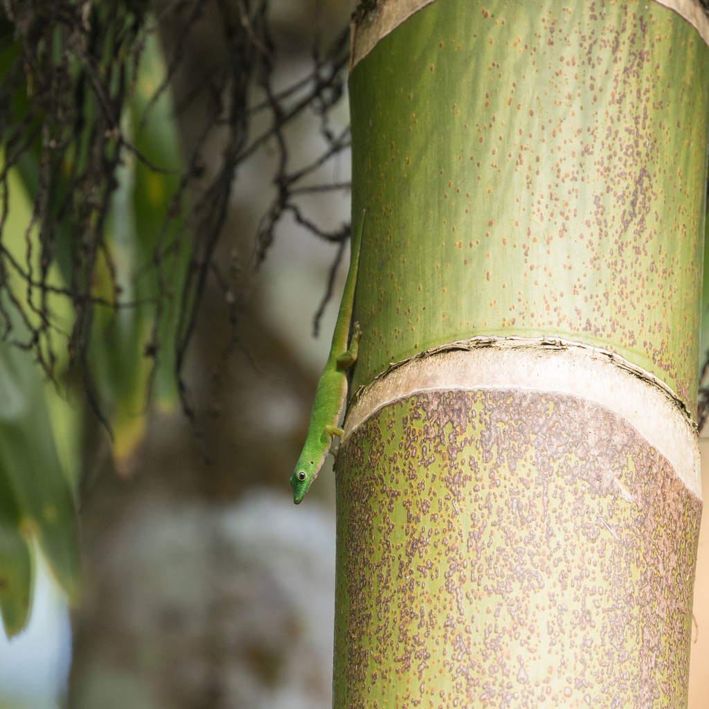 Andaman Day Gecko from Kalatang RV, Andaman and Nicobar Islands 744107 ...