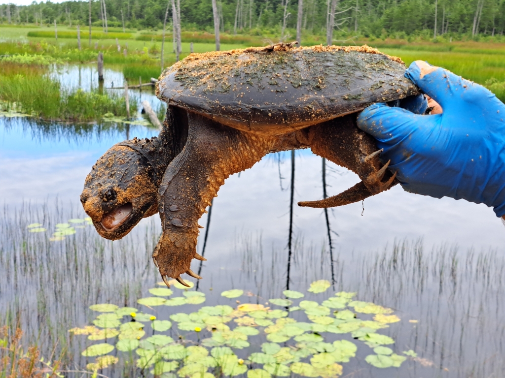 Common Snapping Turtle in July 2024 by Carl · iNaturalist