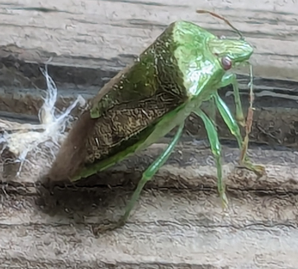 Banasa calva from Stillwater Township, NJ 07860, USA on July 10, 2024 ...