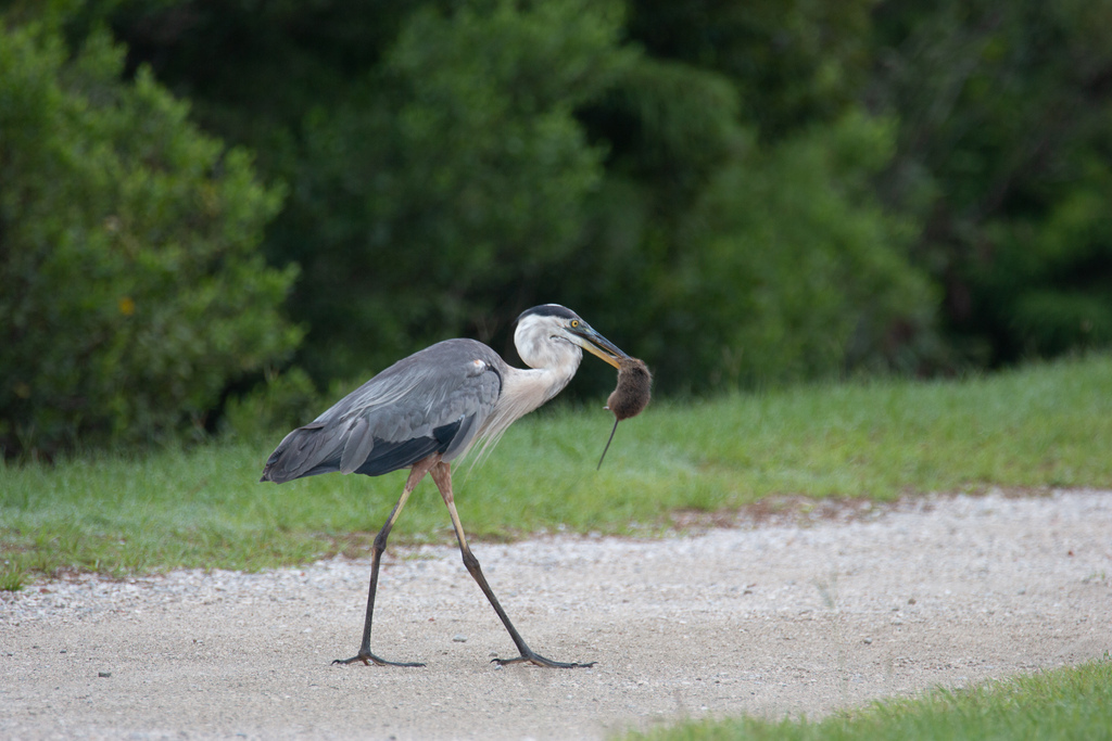 Round-tailed Muskrat from Gainesville, FL, USA on June 29, 2024 at 09: ...