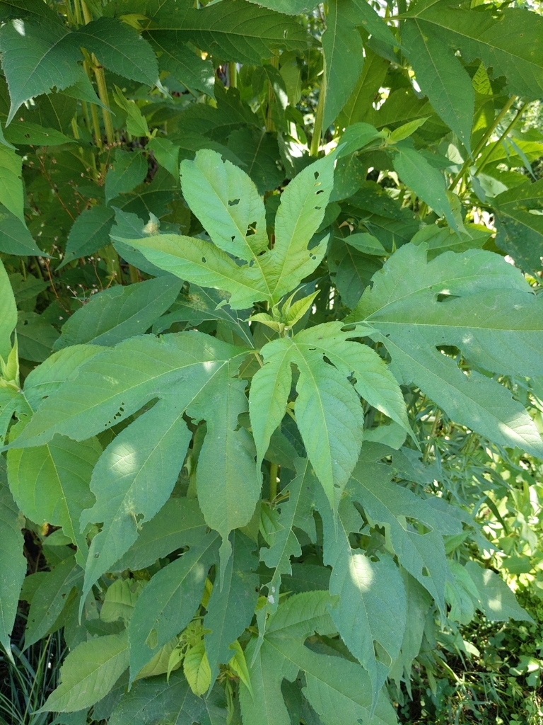 giant ragweed from Brevard, NC 28712, USA on July 11, 2024 at 01:15 PM ...