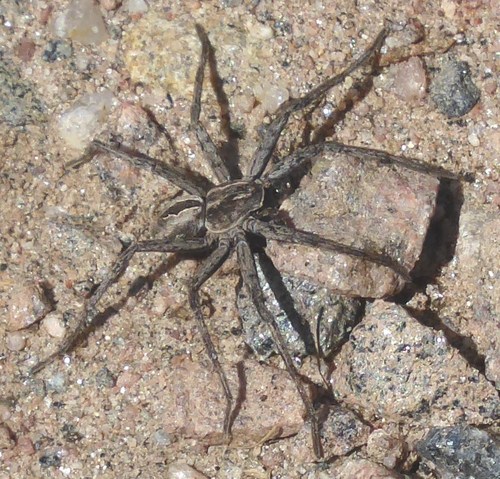 Thanatus altimontis · iNaturalist