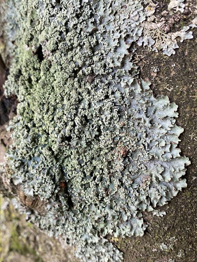 Powdered Speckled Shield Lichen from University of York, York, England ...