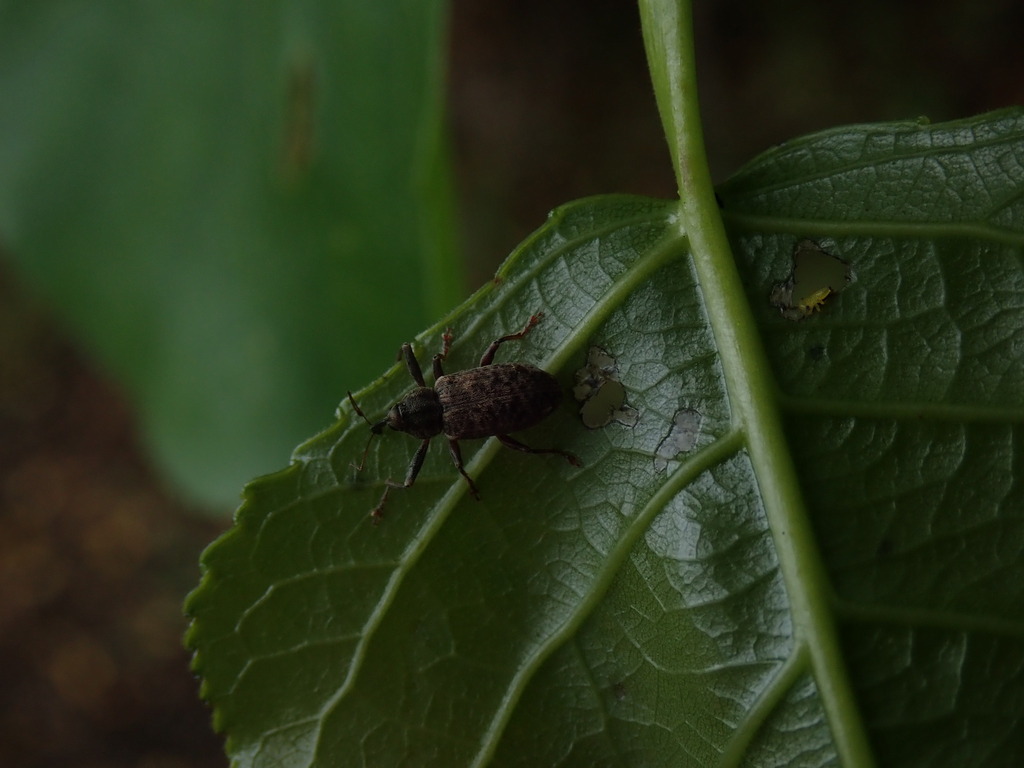 True Weevils from Warwickshire, UK on July 11, 2024 at 03:30 PM by ...
