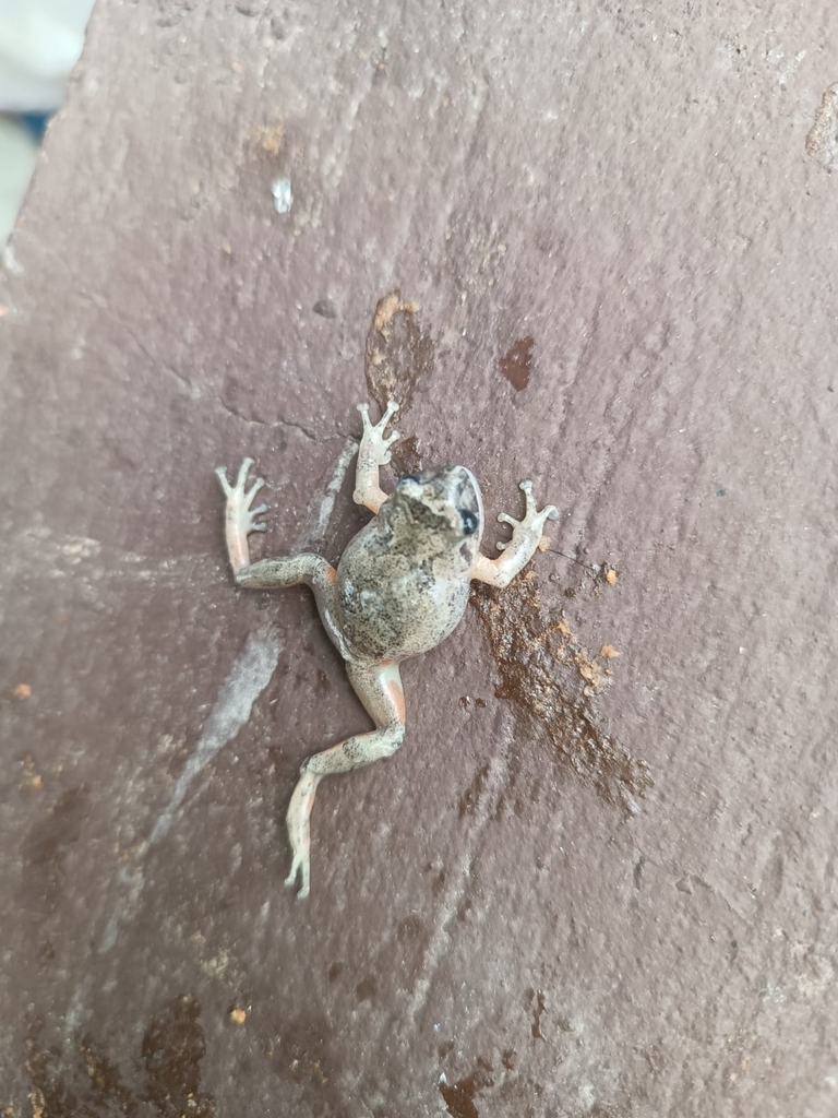 Bogota Robber Frog from La Calera, Cundinamarca, Colombia on July 11 ...