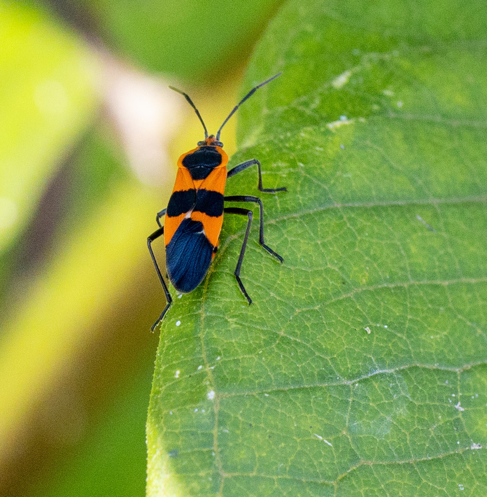 Large Milkweed Bug from Warren County, OH, USA on July 11, 2024 at 12: ...