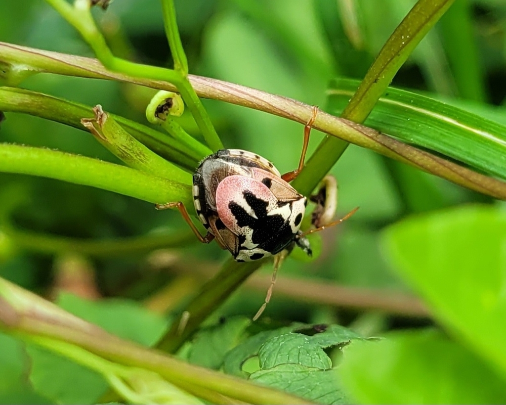 Anchor Stink Bug from Hanover, MA 02339, USA on July 11, 2024 at 12:41 ...