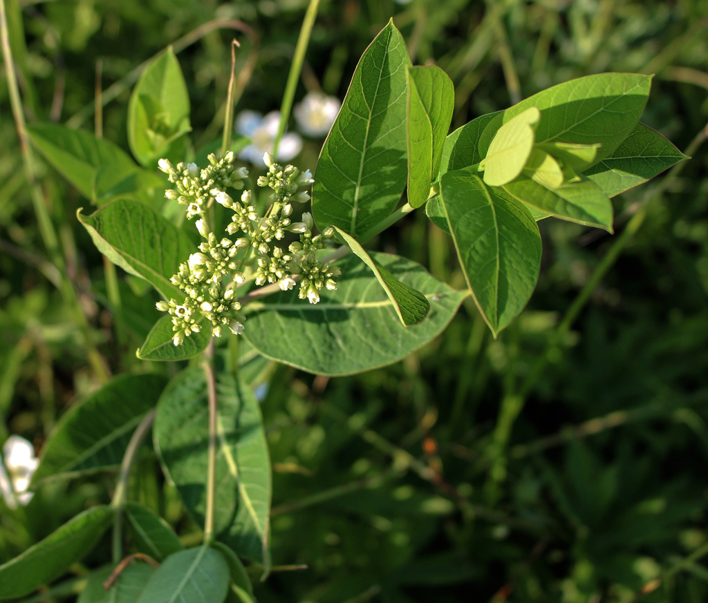 hemp dogbane from Faville Prairie State Natural Area on June 18, 2016 ...