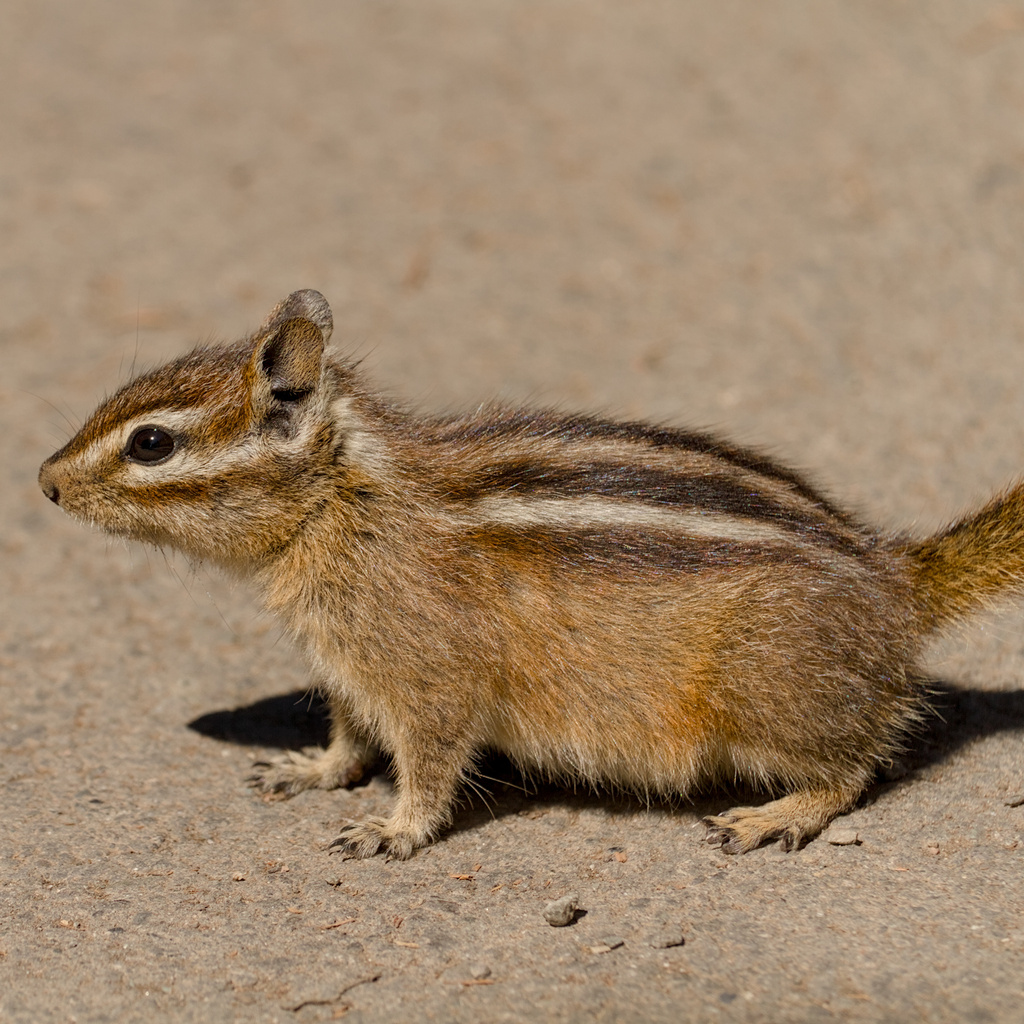 Olympic Chipmunk (Neotamias amoenus caurinus) - Know Your Mammals