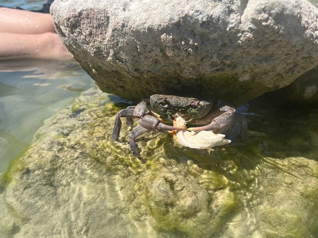 Hippocrates' Freshwater Crab from Lake Kourn, Georgioupoli, M, GR on ...
