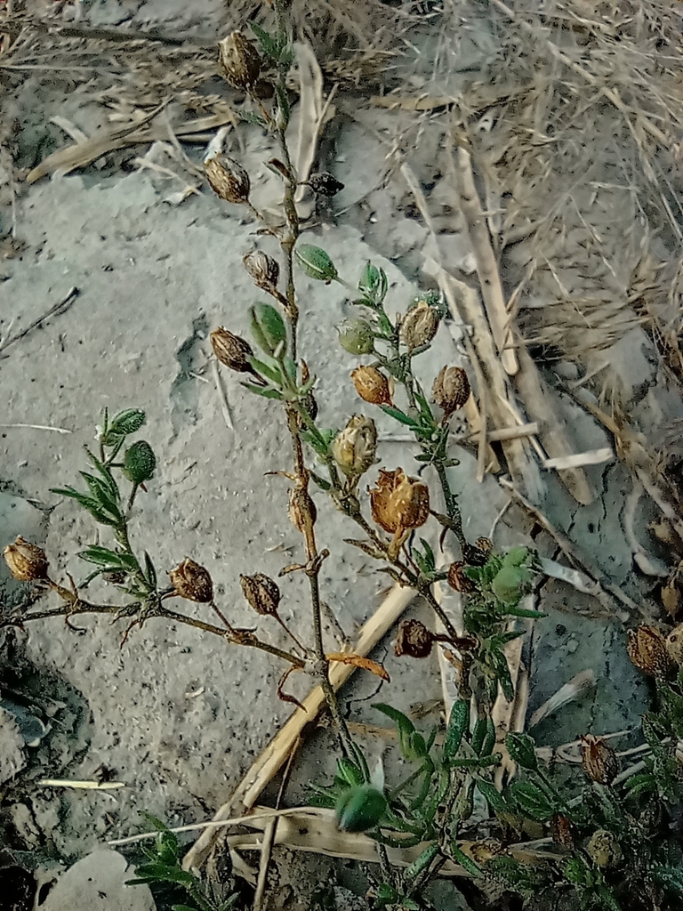 Red Sand Spurrey from Хобултова, Волинська область, Україна, 44760 on ...