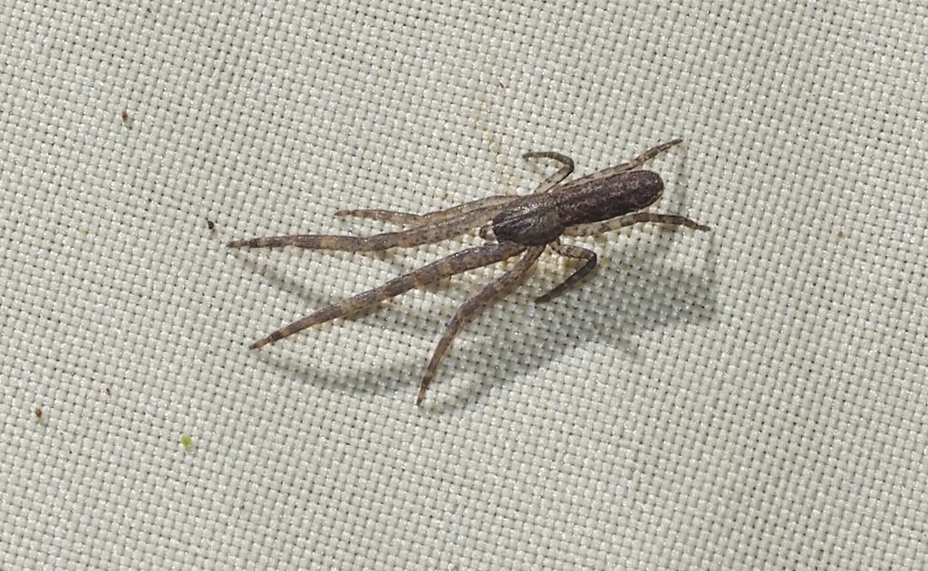 Synalus angustus (L.Koch, 1876)