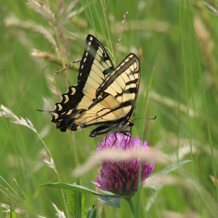 Canadian Tiger Swallowtail (Yukon Butterflies) · BioDiversity4All