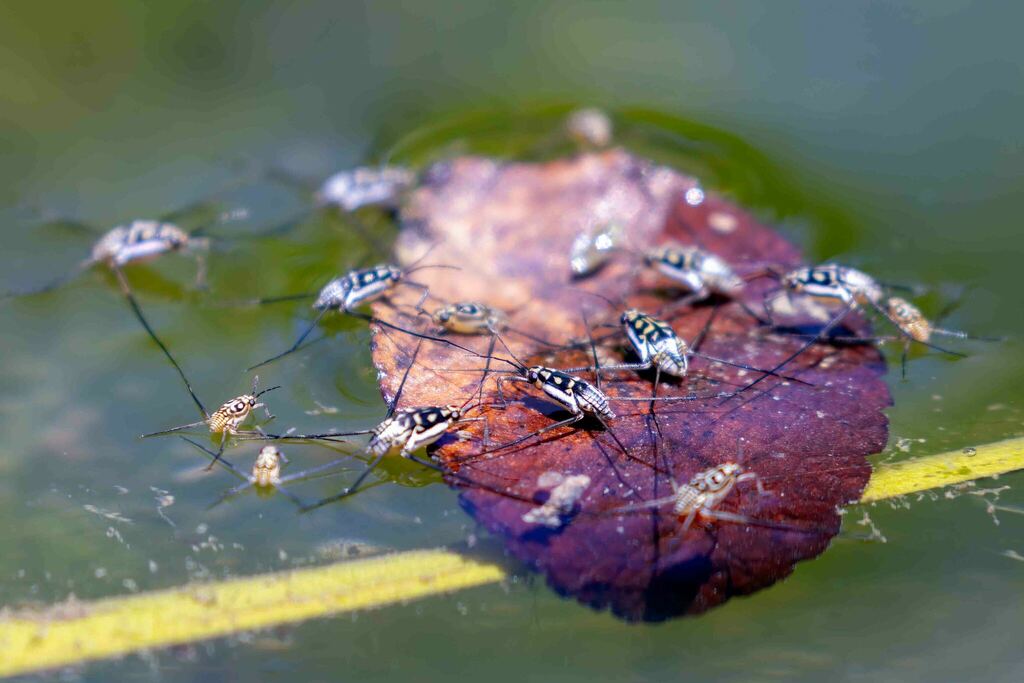 Trepobates subnitidus from Southwest Carrollton, Carrollton, TX, USA on ...