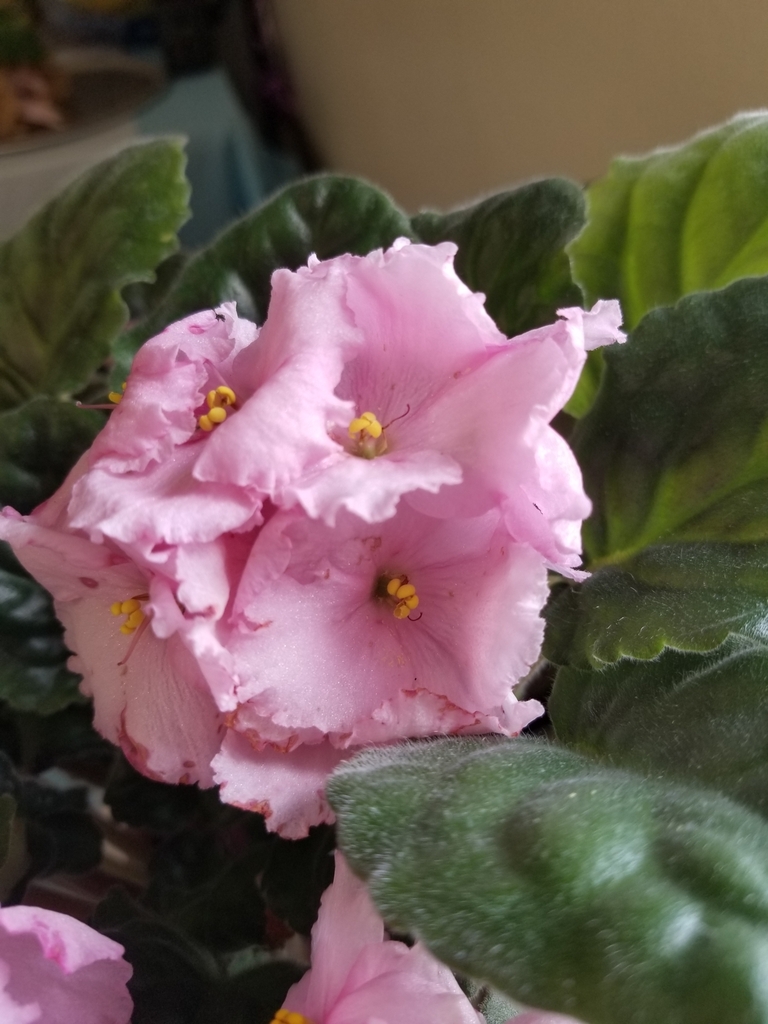 African Primrose from CWXJ+CXW, San Juan, 00909, Puerto Rico on July 11 ...