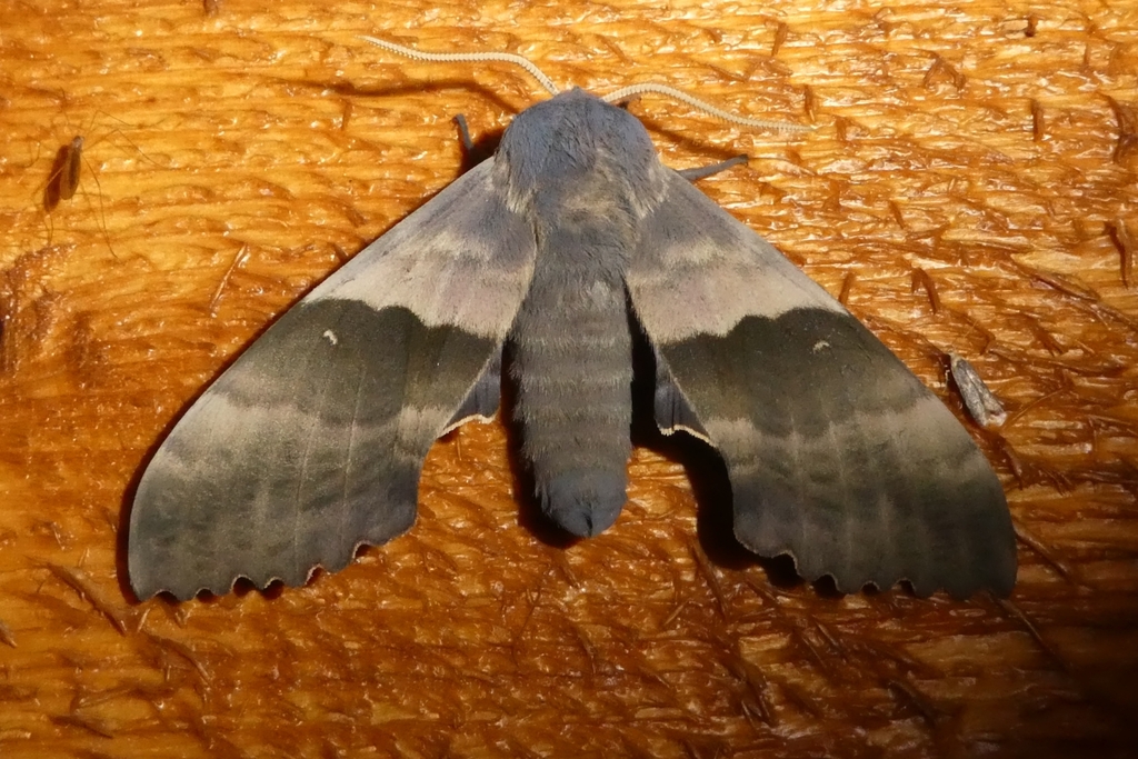 Modest Sphinx from Ashville, MB R0L 0A0, Canada on July 8, 2024 at 12: ...