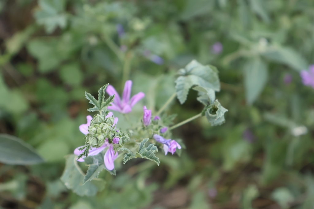 Common Mallow from 08490 Tordera, Barcelona, España on July 11, 2024 at 08:23 PM by Izan Lopez ...