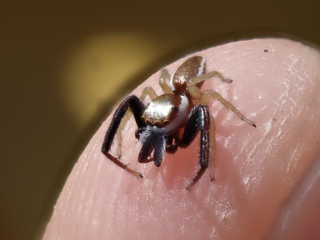 Common Hentz Jumping Spider from Otter Pond, Bridgton, ME, US on July 6 ...