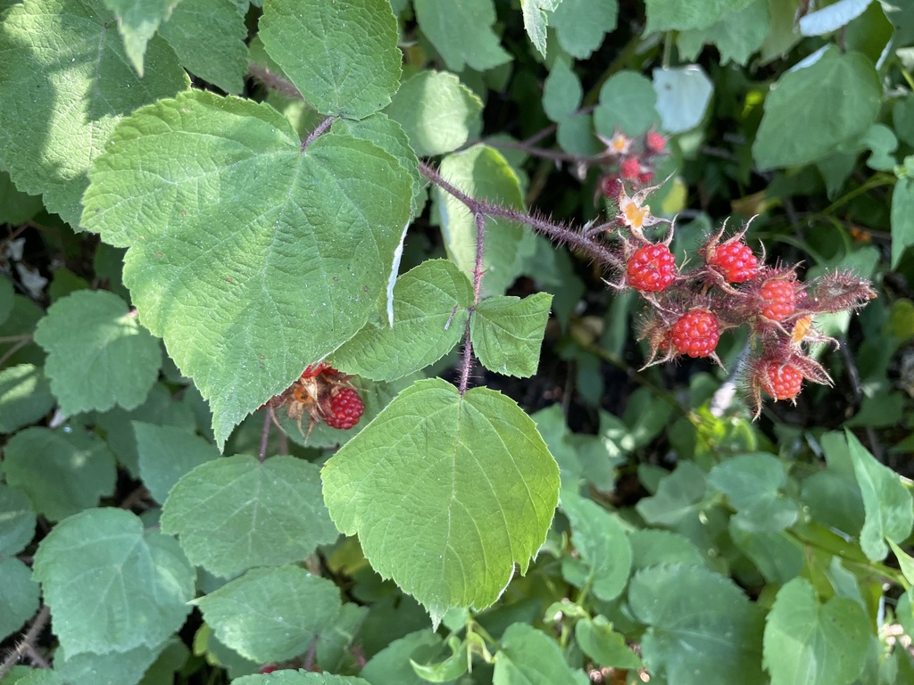 wineberry from Greene County, VA, USA on July 2, 2024 at 09:15 AM by ...