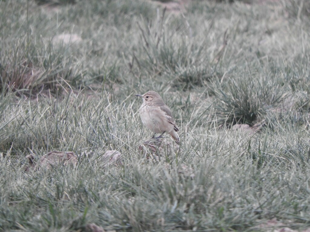 Common Miner in July 2024 by Agustín Gabriel Álvarez · iNaturalist