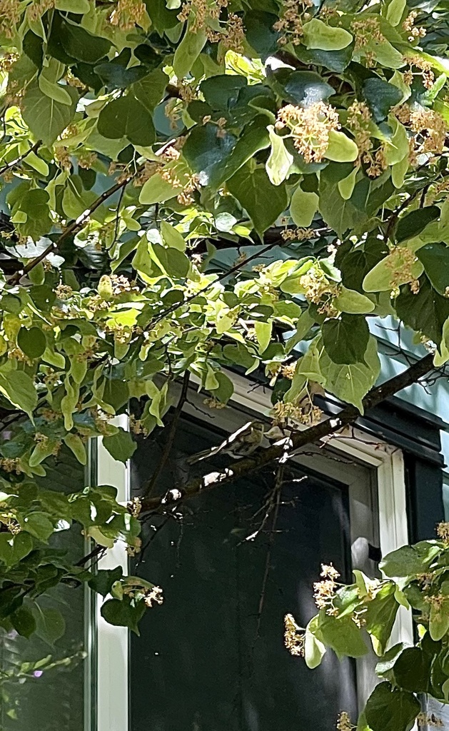 Bushtit from 25th Ave NE, Seattle, WA, US on July 11, 2024 at 02:15 PM ...