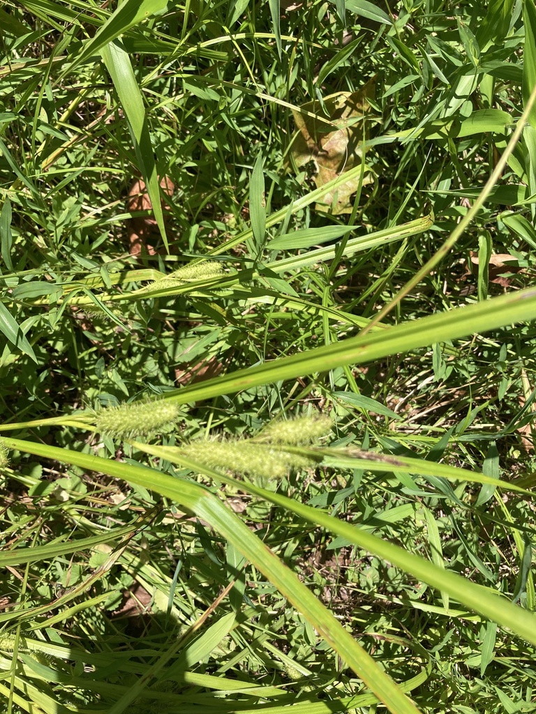 Frank's sedge from Fairfax County, US-VA, US on July 11, 2024 at 01:03 ...