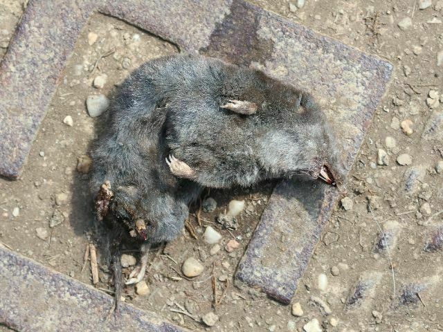 Northern Short-tailed Shrew from Oakland Lake Wildflower Meadow ...