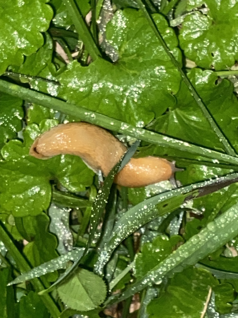 Dusky Slugs from Lawrence County, US-PA, US on July 11, 2024 at 01:25 ...