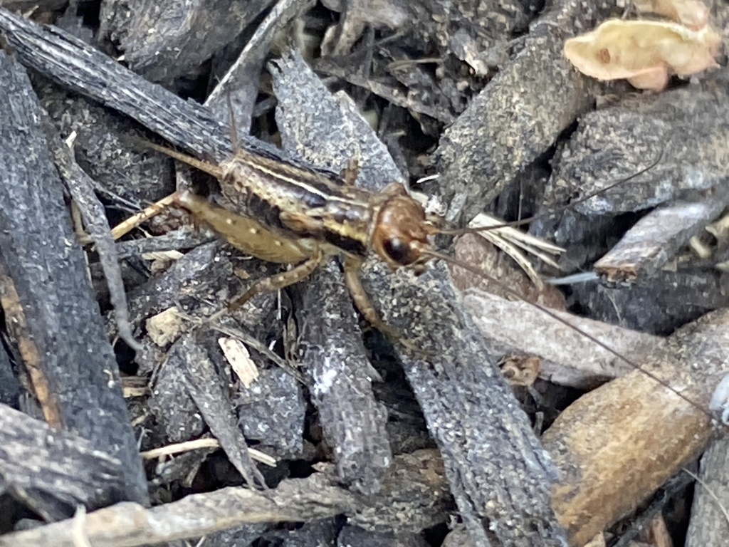 Robust Ground Crickets from John St, New Castle, PA, US on July 11 ...
