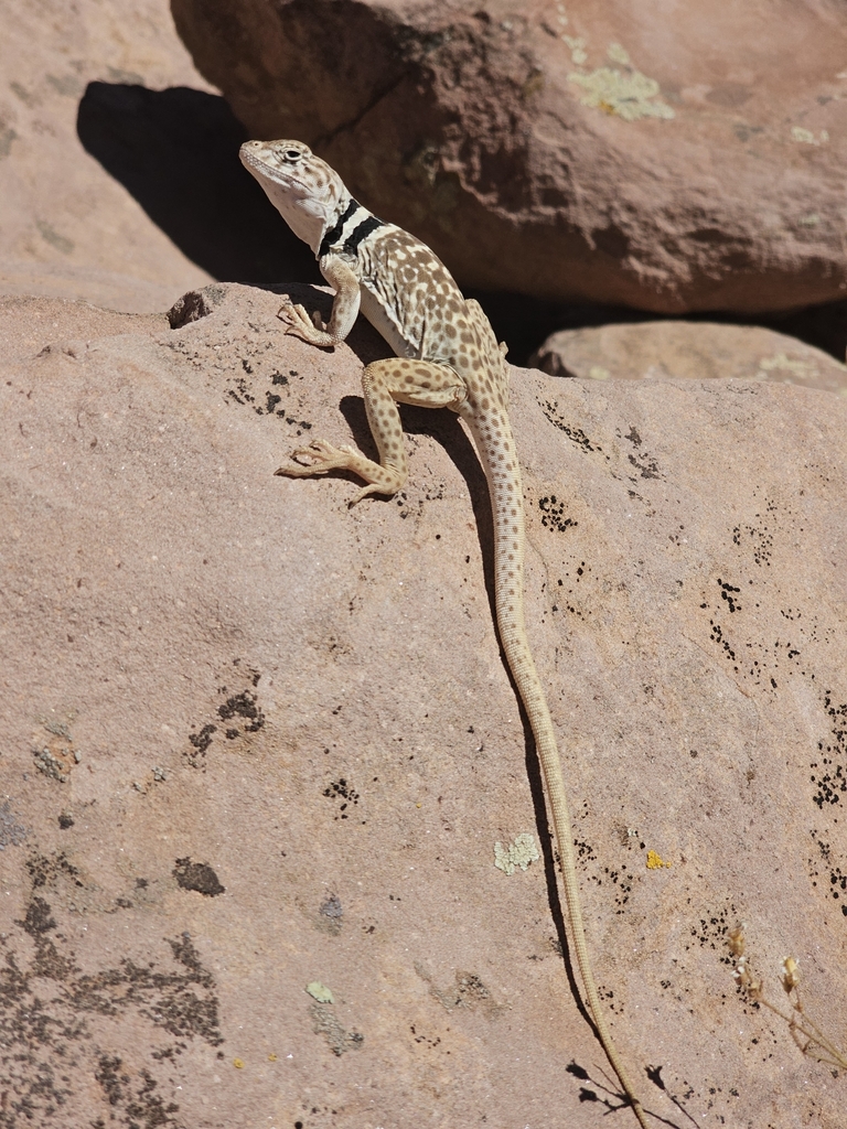 Desert Collared Lizard from New Harmony, UT 84757, USA on July 8, 2024 ...