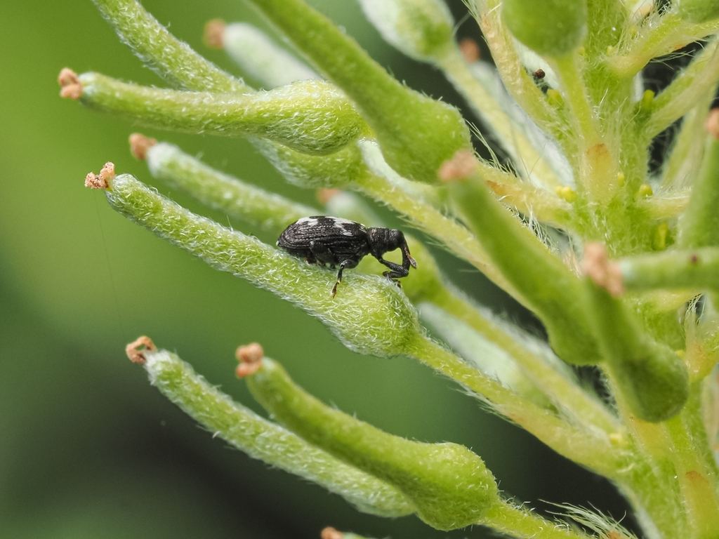 Tachyerges salicis from Saint-Nicolas, QC G7A 1B4, Canada on May 19 ...