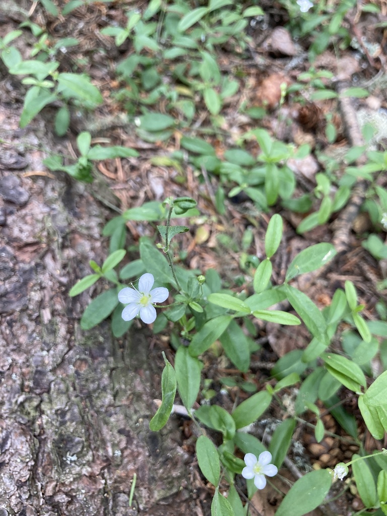 bluntleaf sandwort from Foothills County, AB, Canada on July 6, 2024 at ...