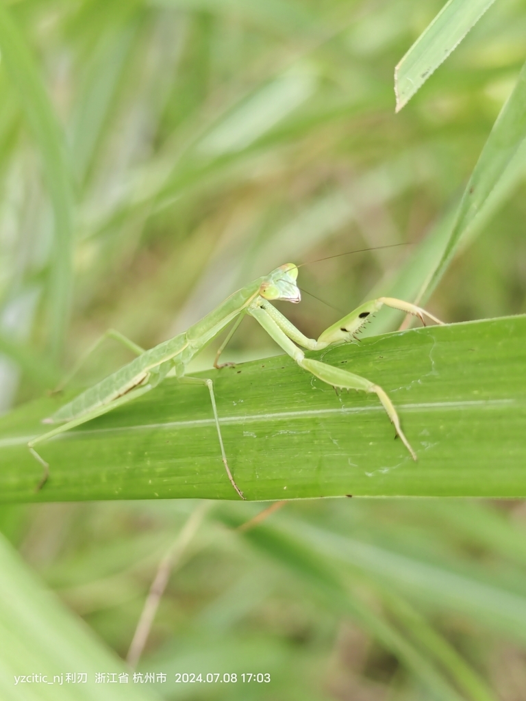 Chinese Mantis from Hangzhou, CN-ZJ, CN on July 8, 2024 at 05:03 PM by ...