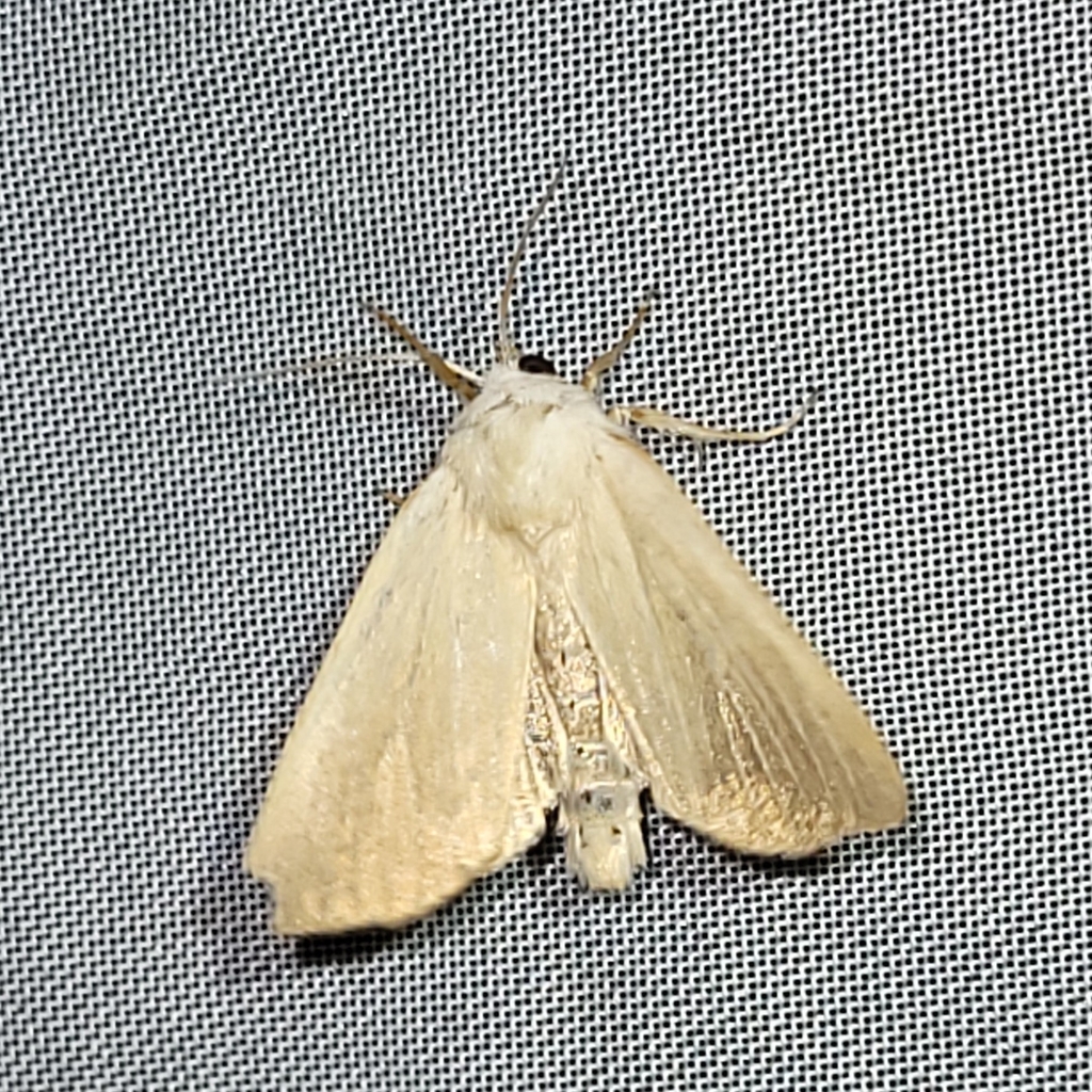 Fen Wainscot from 82438 Eschenlohe, Deutschland on July 12, 2024 at 12: ...