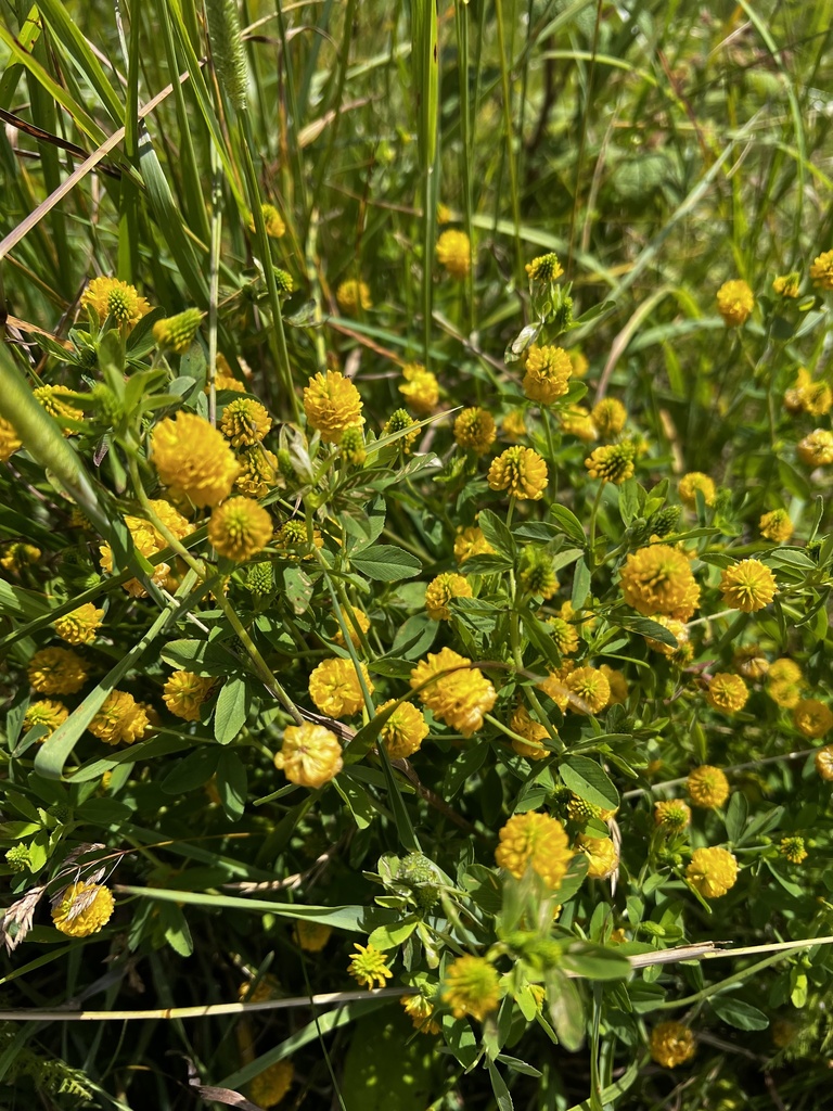 large hop clover from Pisgah National Forest, Burnsville, NC, US on ...