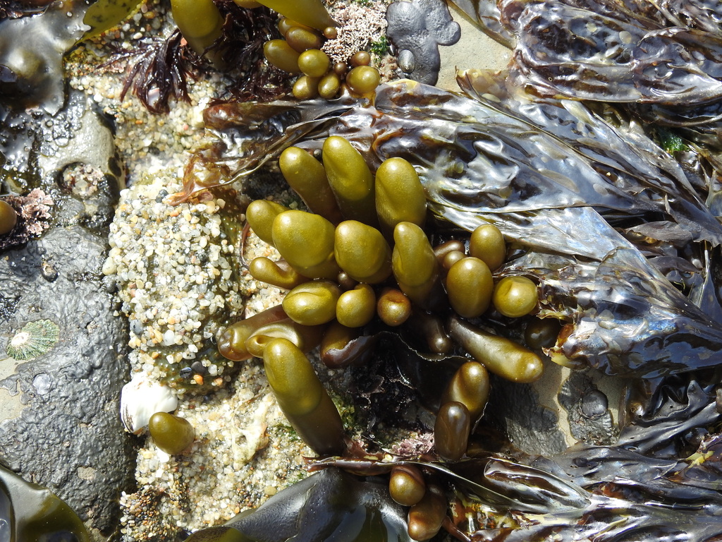 Sea Sacks from North Pacific Ocean, CA, US on July 11, 2024 at 04:46 PM ...