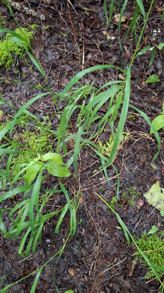 grasses from Lake Huron, CA-ON, CA on July 10, 2024 at 05:07 PM by ...