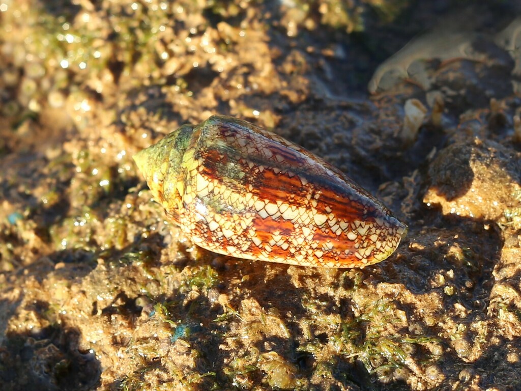 Queen Victoria Cone from Port Hedland, WA, Australia on July 9, 2024 at ...