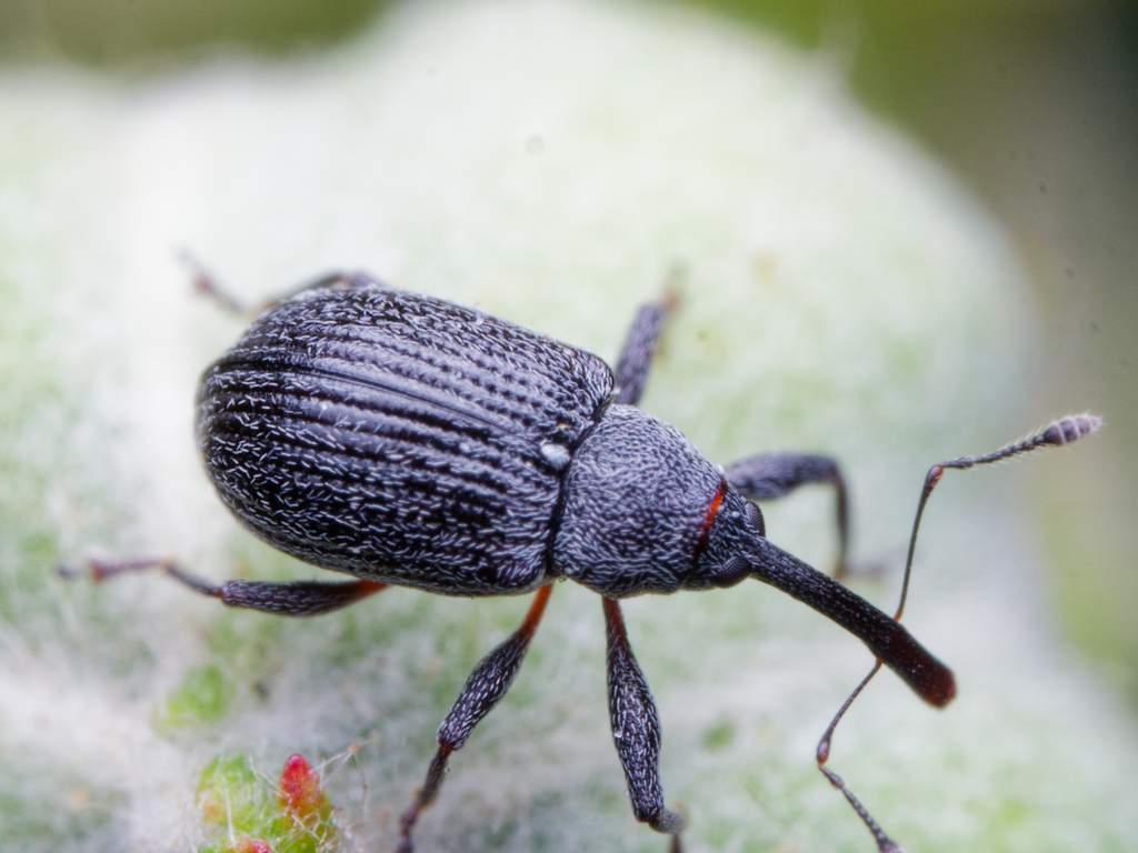 Anthonomus pyri from 59300 Valenciennes, France on July 11, 2024 at 05: ...