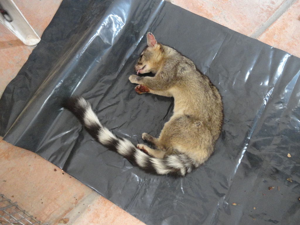 Ringtail from Tepalcingo, Mor., México on April 2, 2013 at 12:32 PM by ...