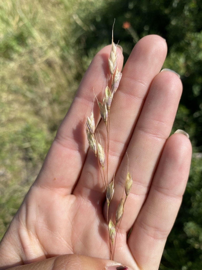 Field Brome from Humboldt-Toiyabe National Forest, Spring Creek, NV, US ...