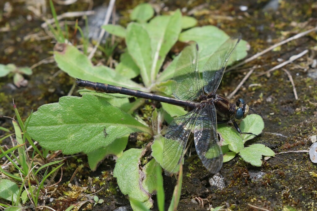 Dusky Clubtail from mud pond Dixville Notch NH on July 7, 2024 at 11:53 ...