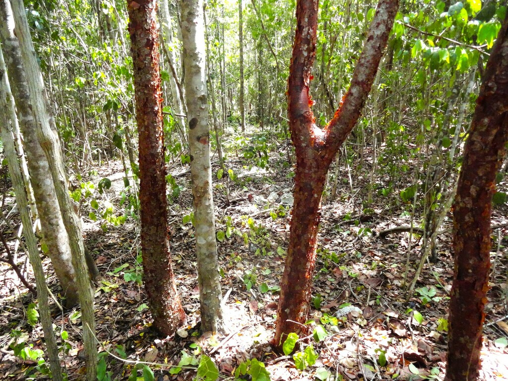 Black Poisonwood from Playa del Carmen, Q.R., México on August 16, 2014 ...