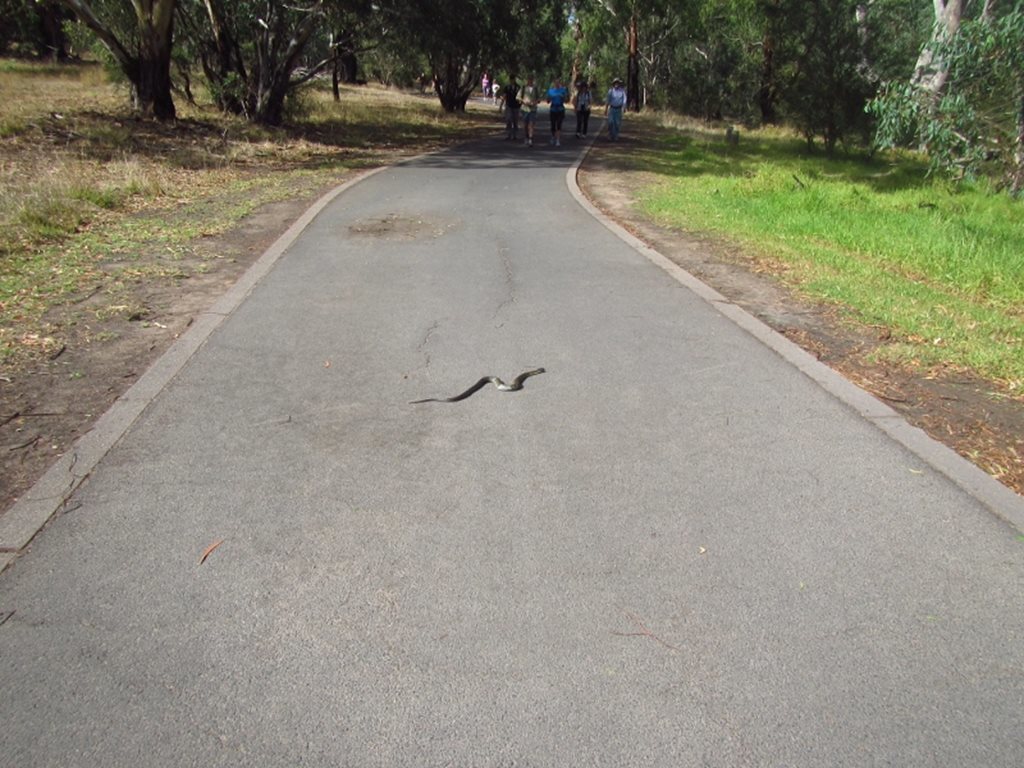 Tiger Snake from Westerfolds Park Circuit, Templestowe VIC 3106 ...