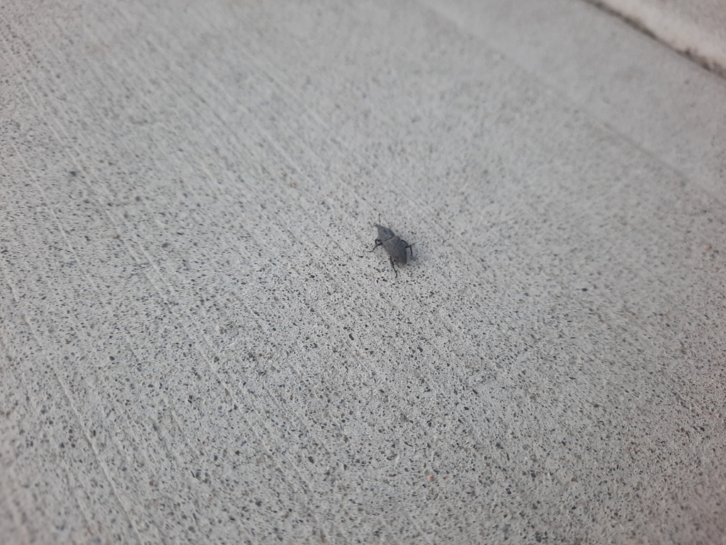 Snout and Bark Beetles from Victoria, BC V8X 1E4, Canada on July 4 ...