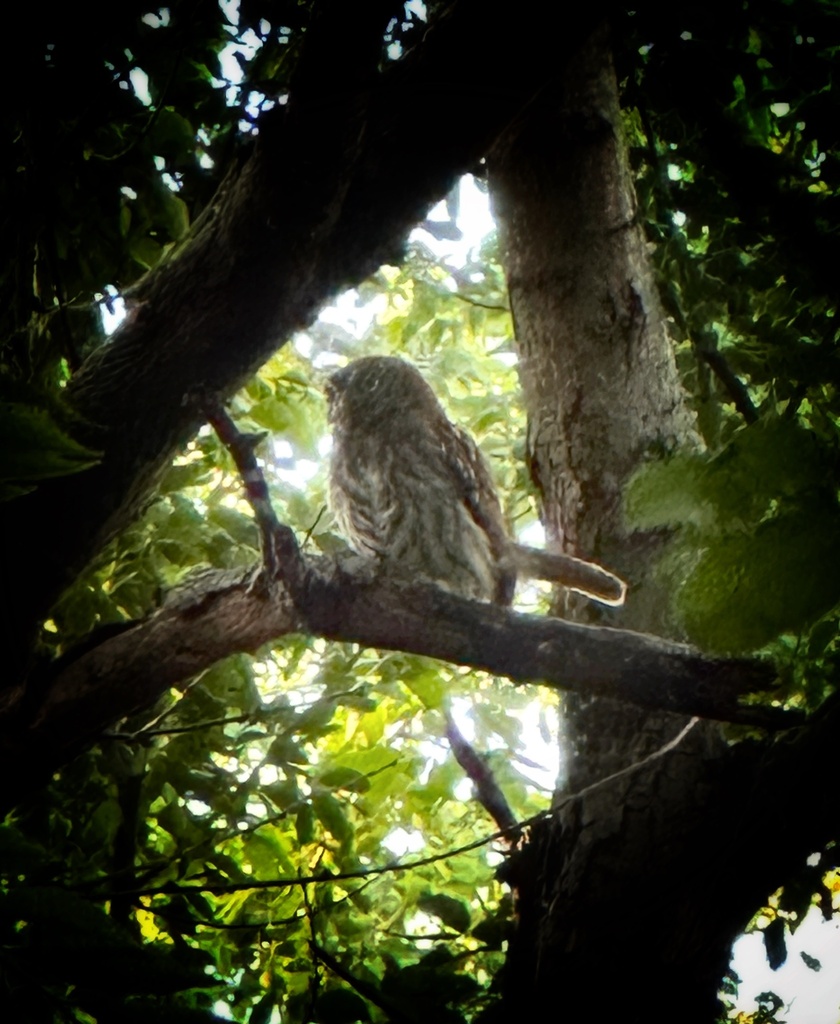 Colima Pygmy-Owl from Avenida del Sol, Huitzuco, Gro., MX on July 11 ...