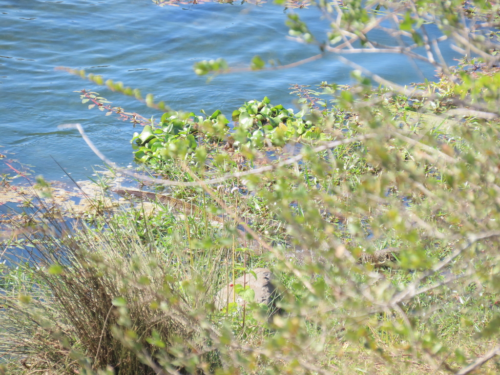 Common Water Hyacinth From Komatipoort 1340 South Africa On June 13 common-water-hyacinth-from-komatipoort-1340-south-africa-on-june-13