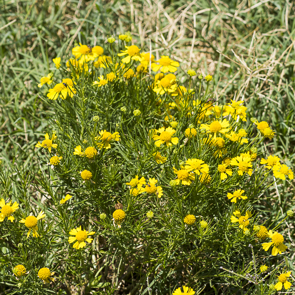 Bitterweed from Unity Park, SC, USA on July 11, 2024 at 01:03 PM by ...
